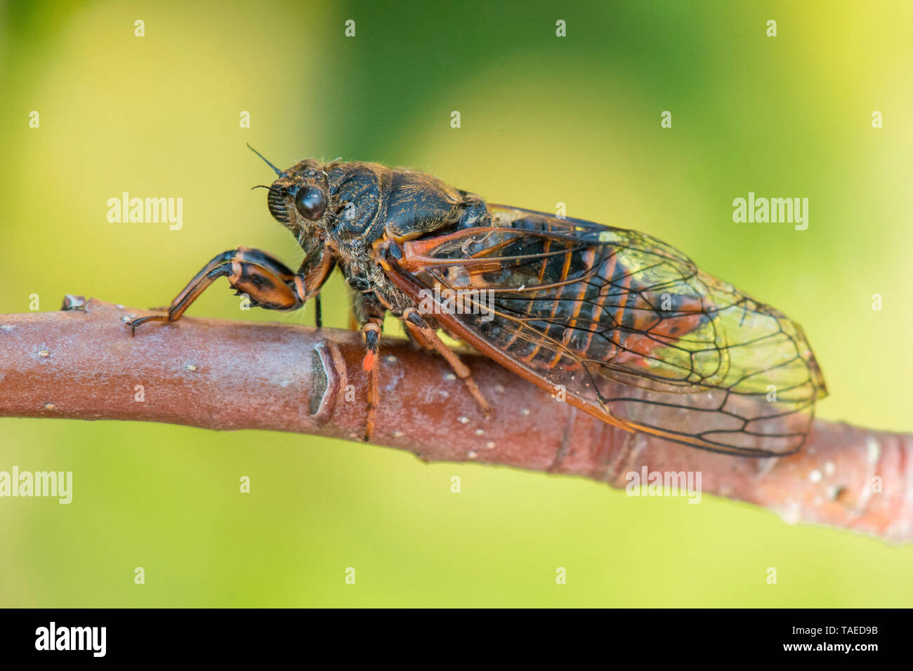 New forest cicada (Cicadetta montana), Bouxieres aux dames, Lorraine ...