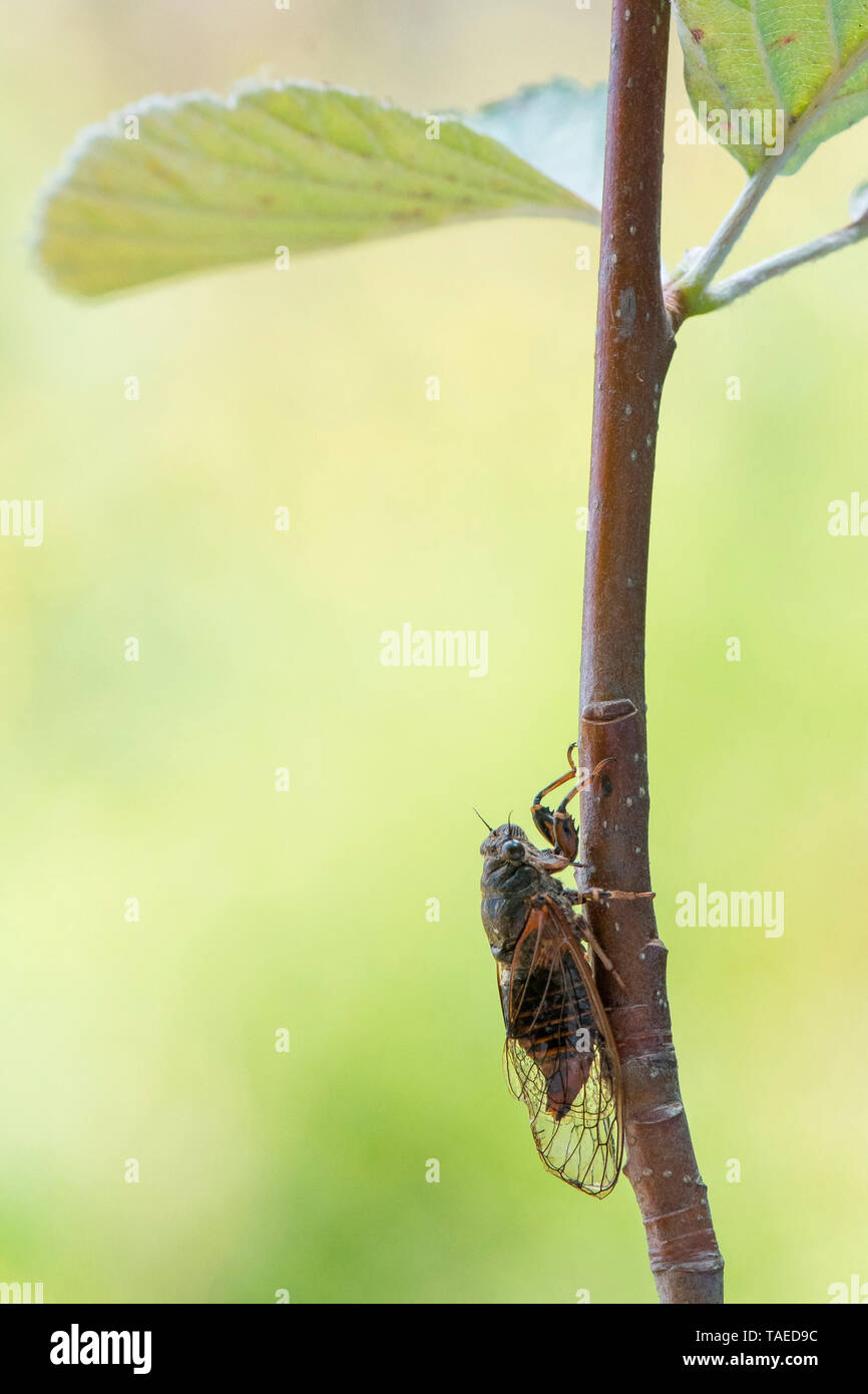 New forest cicada (Cicadetta montana), Bouxieres aux dames, Lorraine ...