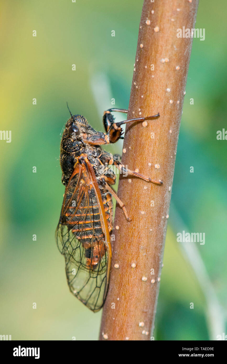 New forest cicada (Cicadetta montana), Bouxieres aux dames, Lorraine ...