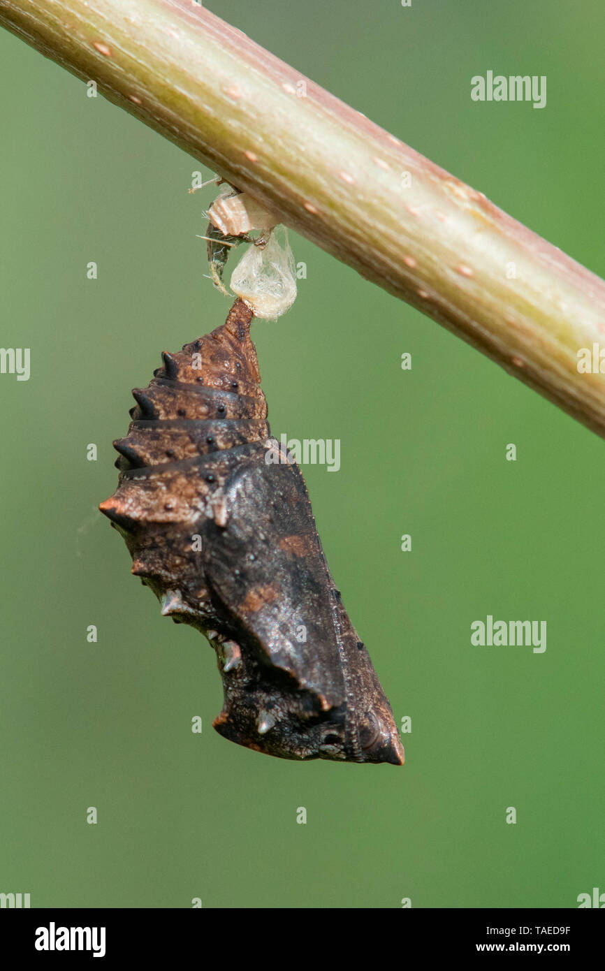 Map butterfly chrysalis hi-res stock photography and images - Alamy
