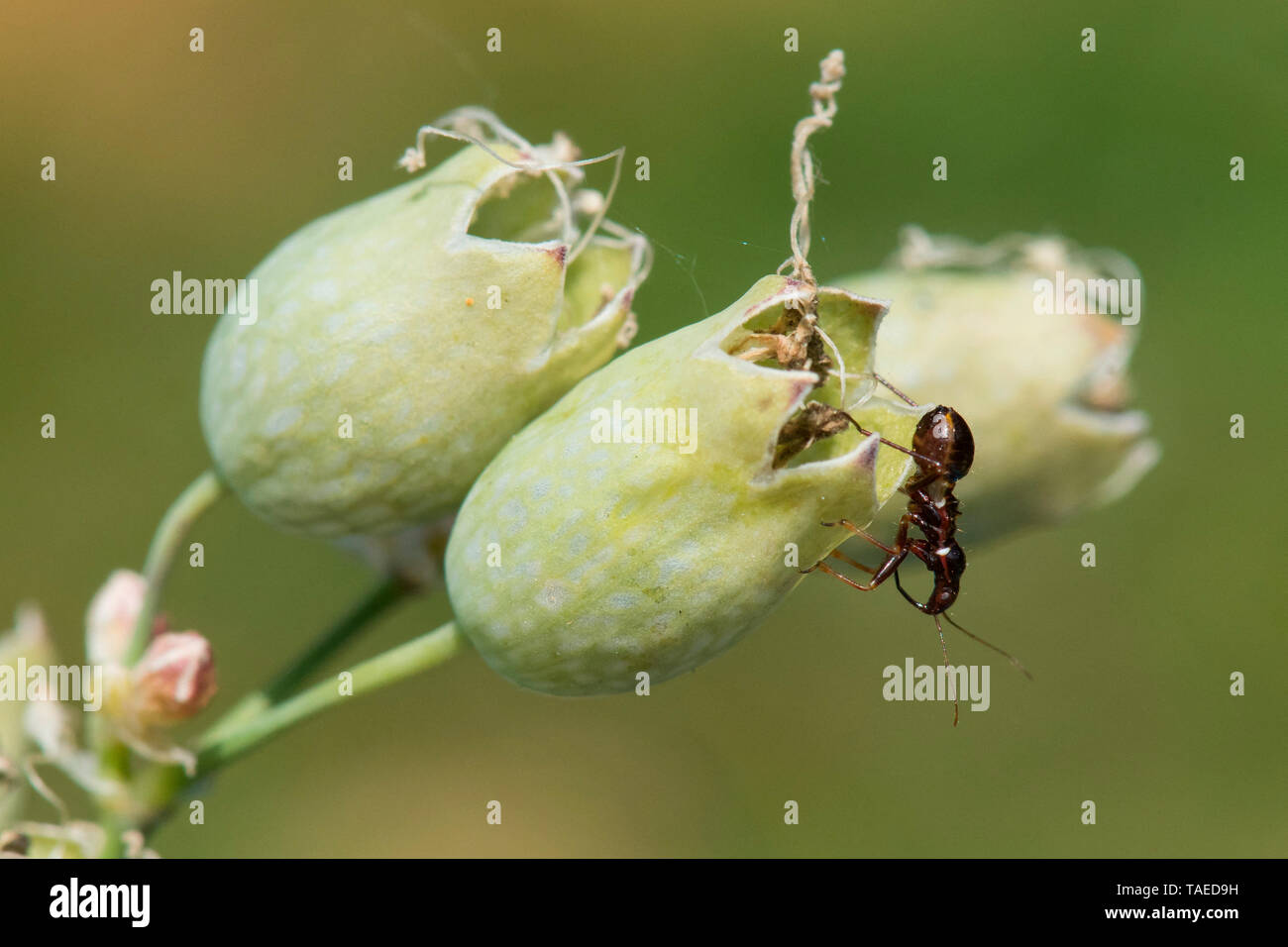 Hemiclepsis marginata hi-res stock photography and images - Alamy