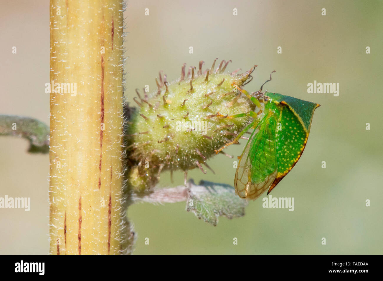 Buffalo treehopper (Stictocephala bisonia), Jean-Marie Pelt Botanical ...