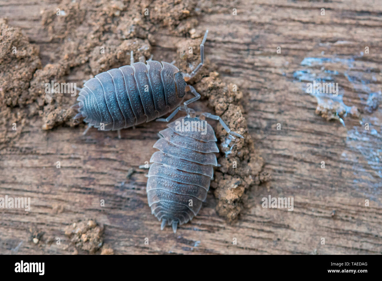 Common Rough Woodlouse (Porcellio scaber), Bouxieres aux dames ...