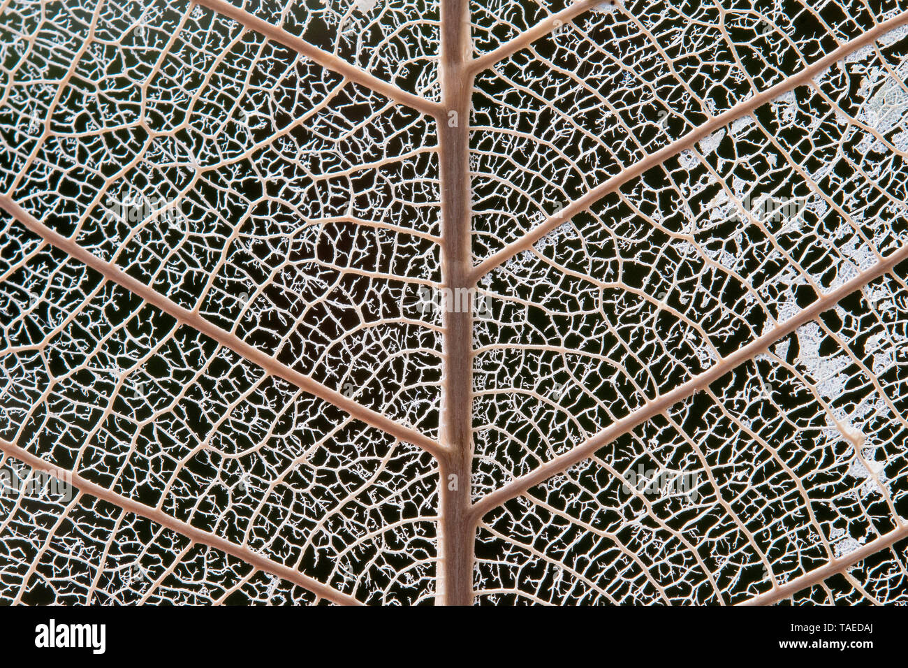 Ribs of a leaf hi-res stock photography and images - Alamy