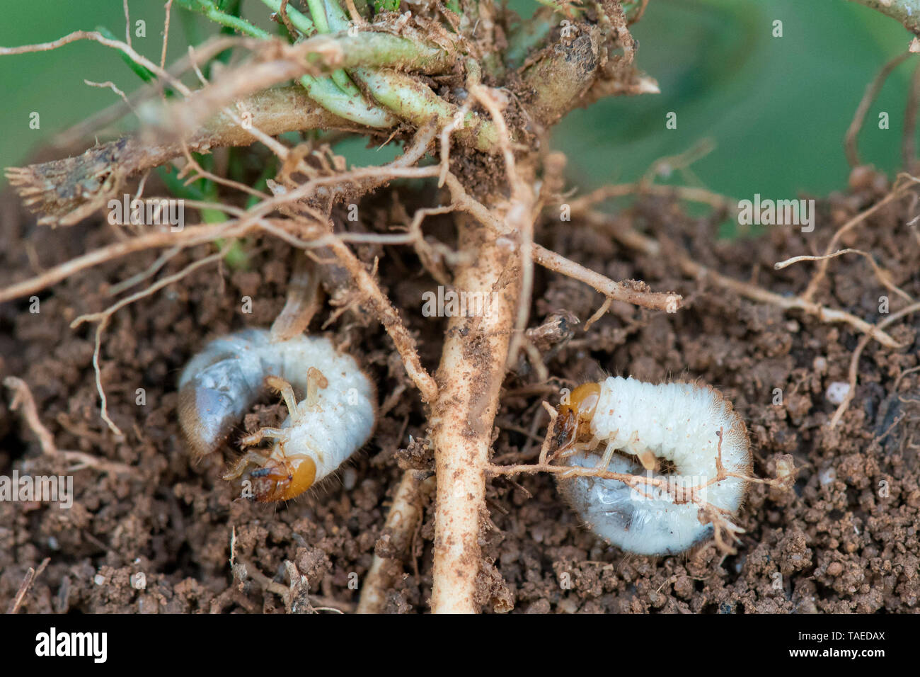 Common cockchafer (Melolontha melolontha), subterranean melolonthoid ...