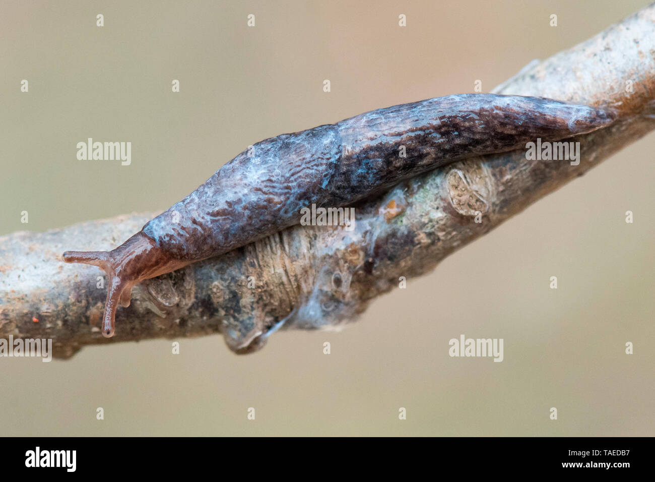 Grey Field Slug (Deroceras reticulatum), stressed, it produces as here ...