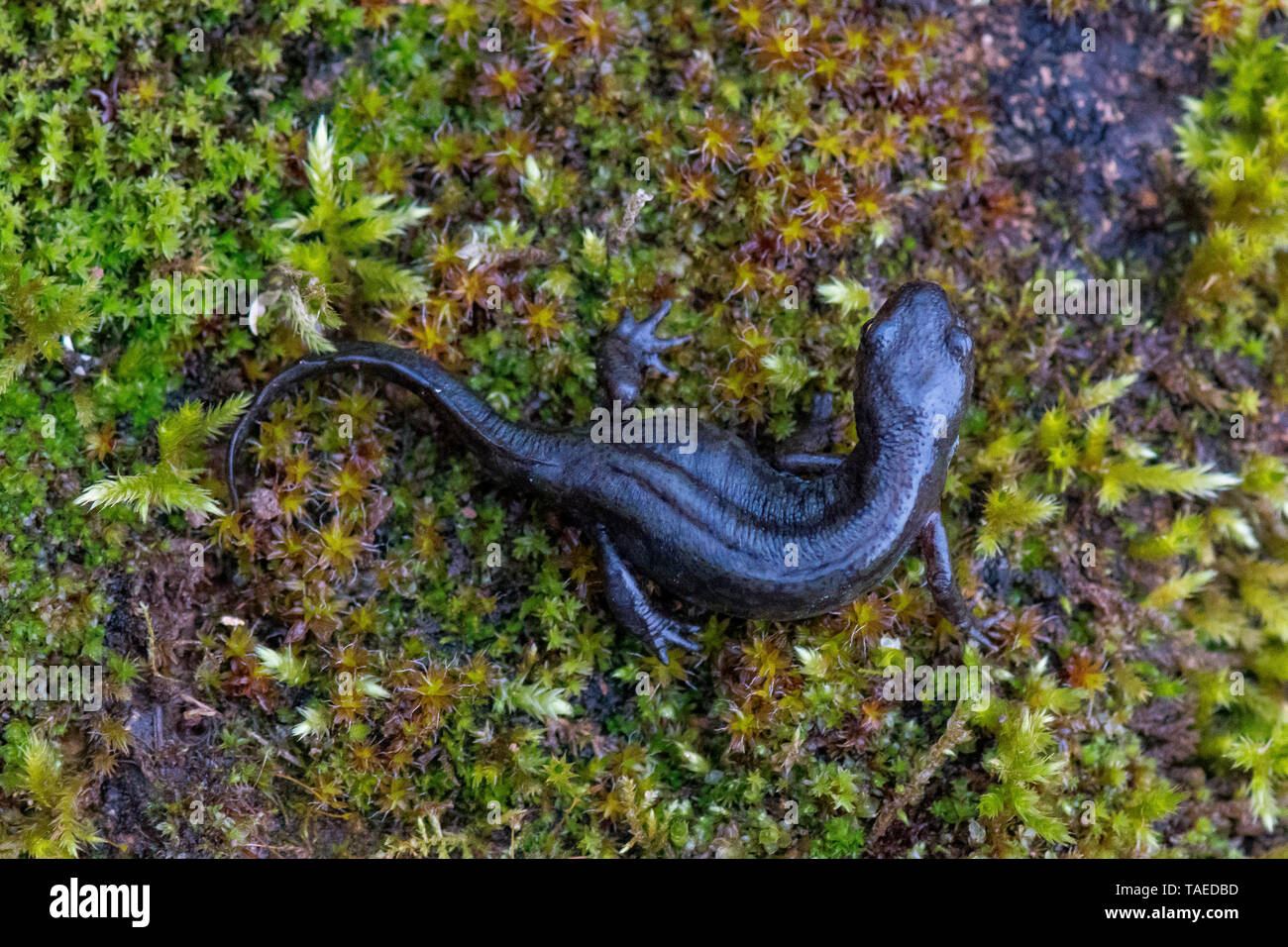 Urodel hi-res stock photography and images - Alamy