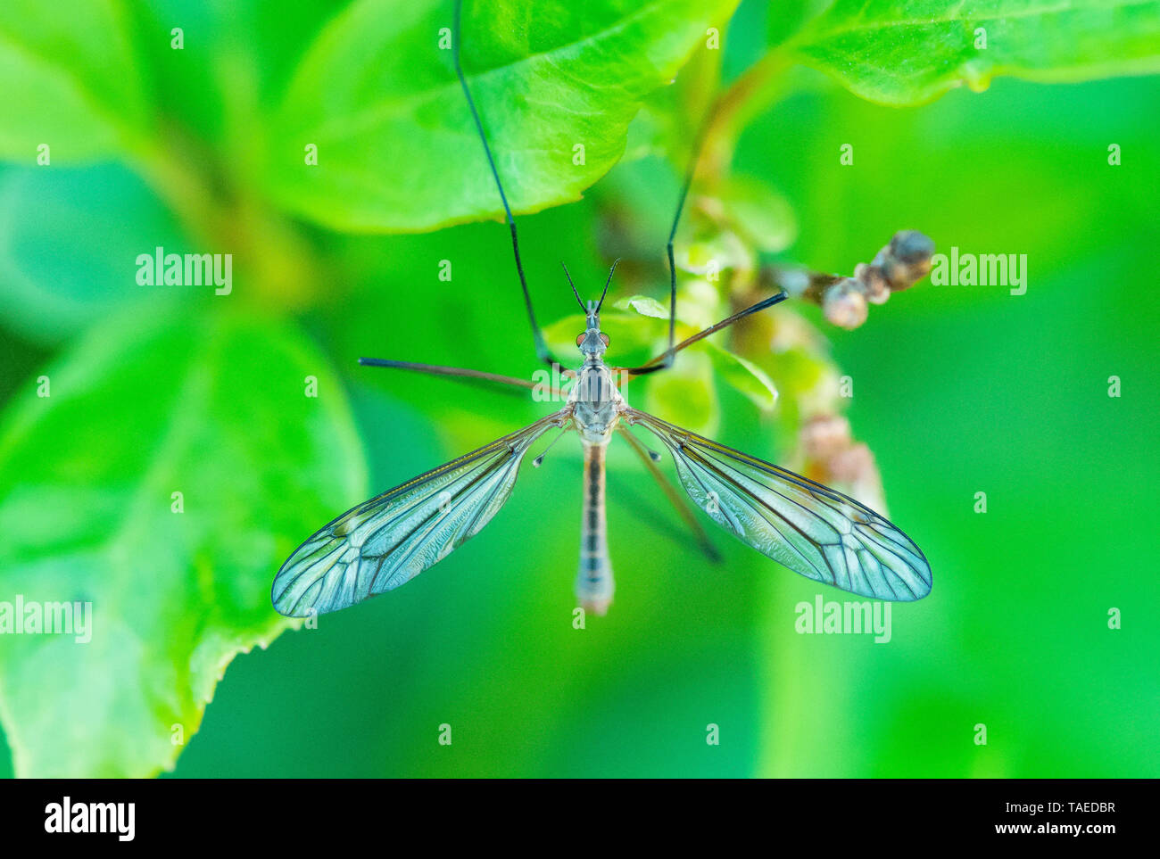 Cranefly (Tipula vernalis), Bouxieres aux dames, Lorraine , France ...