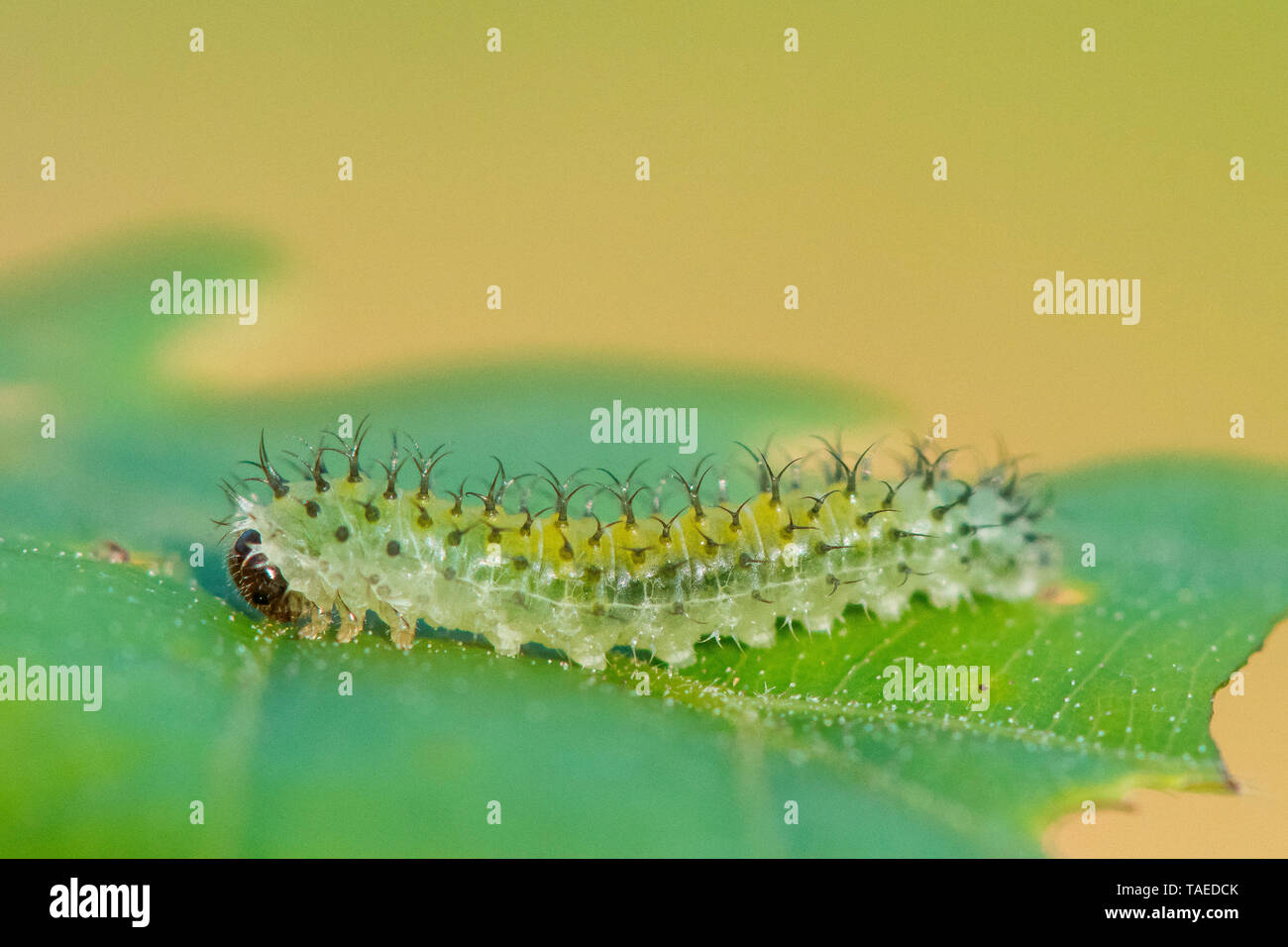 Oak sawfly (Periclista lineolata) larva, Bouxieres aux dames, Lorraine ...
