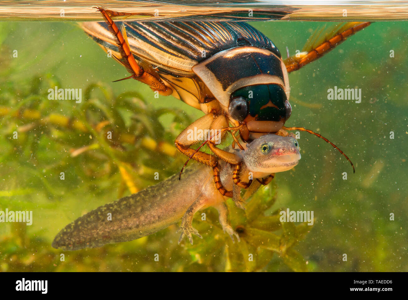 Dytiscus sp hi-res stock photography and images - Alamy
