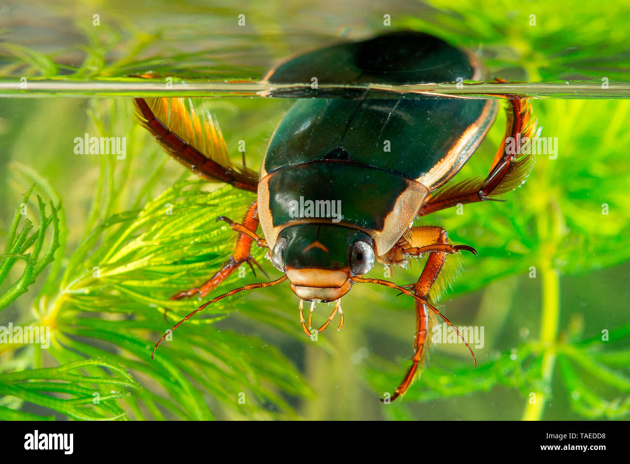 Great Diving Beetle