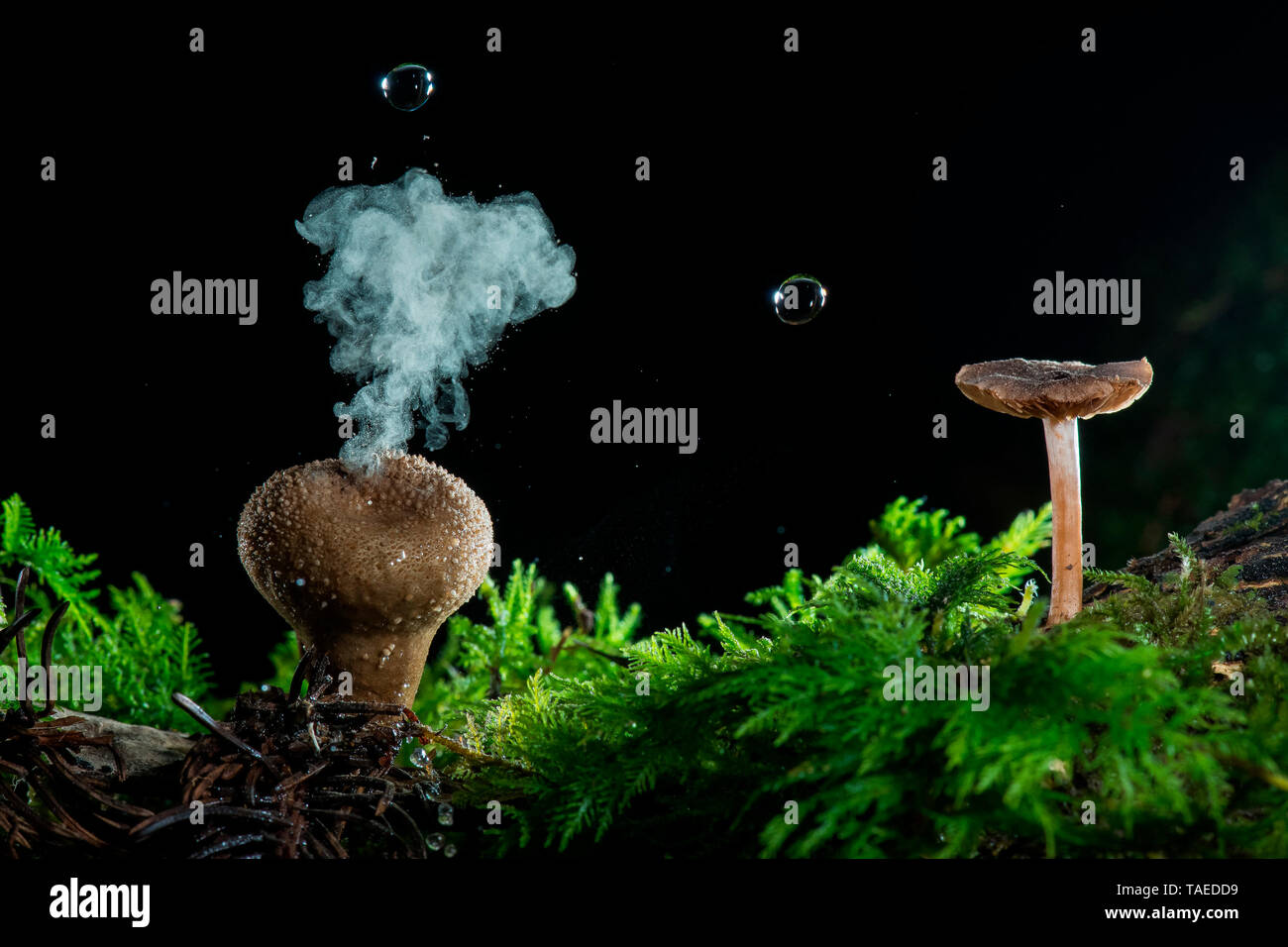 Spore dispersal fungi hi-res stock photography and images - Alamy