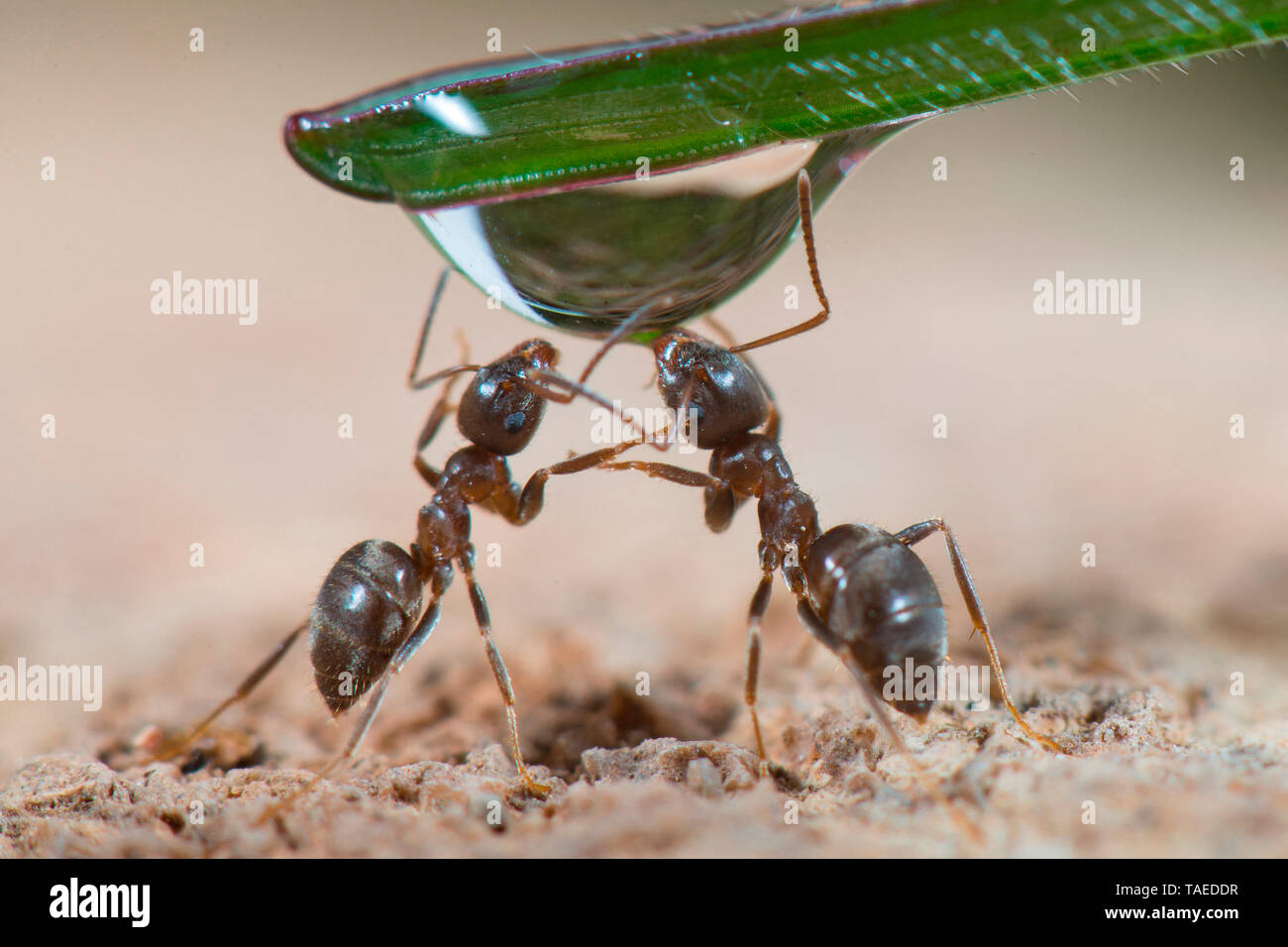 Black ants (Lasius niger) drinking in a drop of water, France Stock ...