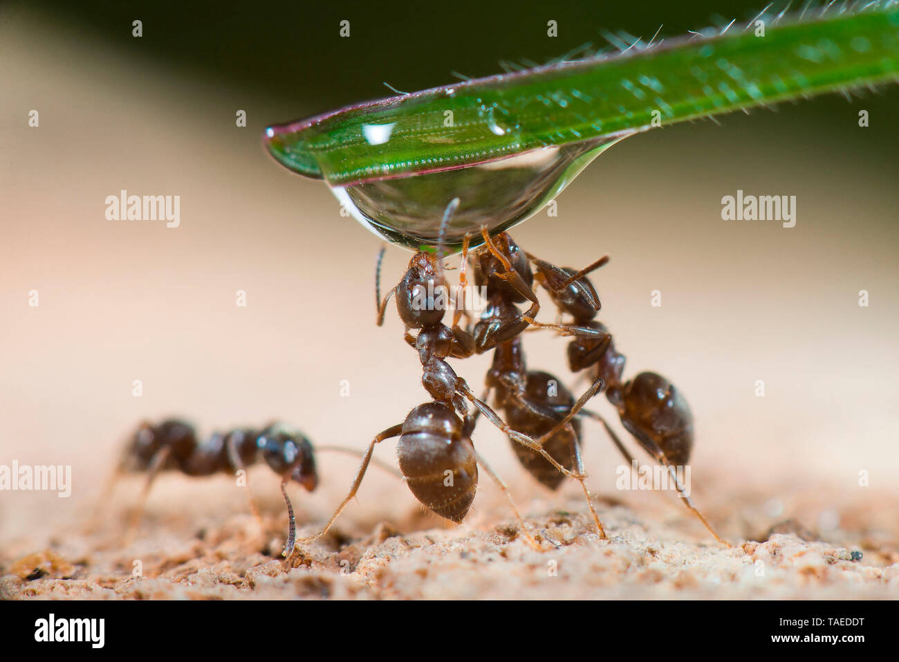 Black ants (Lasius niger) drinking in a drop of water, France Stock ...