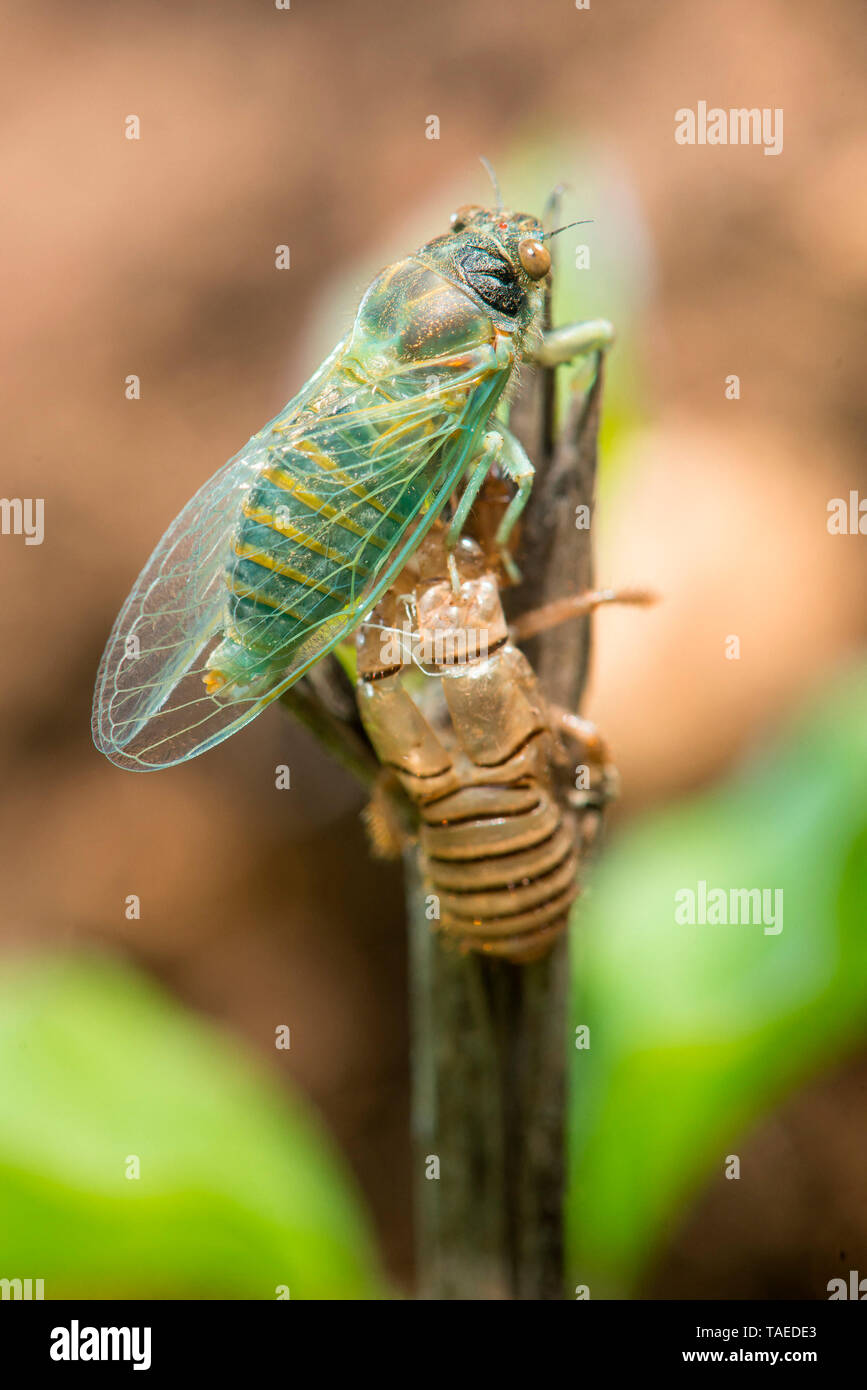 New forest cicada (Cicadetta montana) end of moulting, Jezainville ...