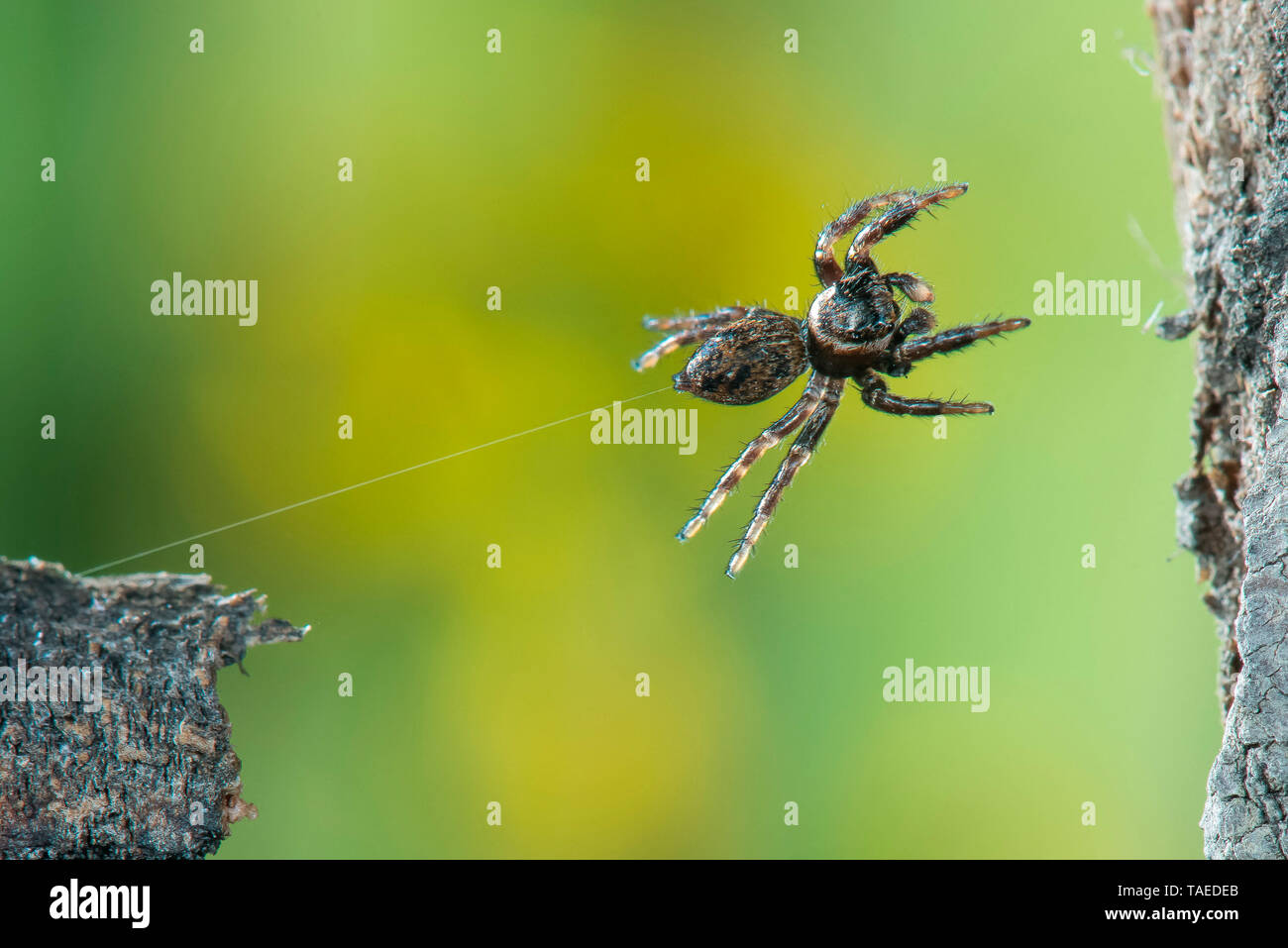 Jumping spider (Evarcha arcuata), France Stock Photo - Alamy