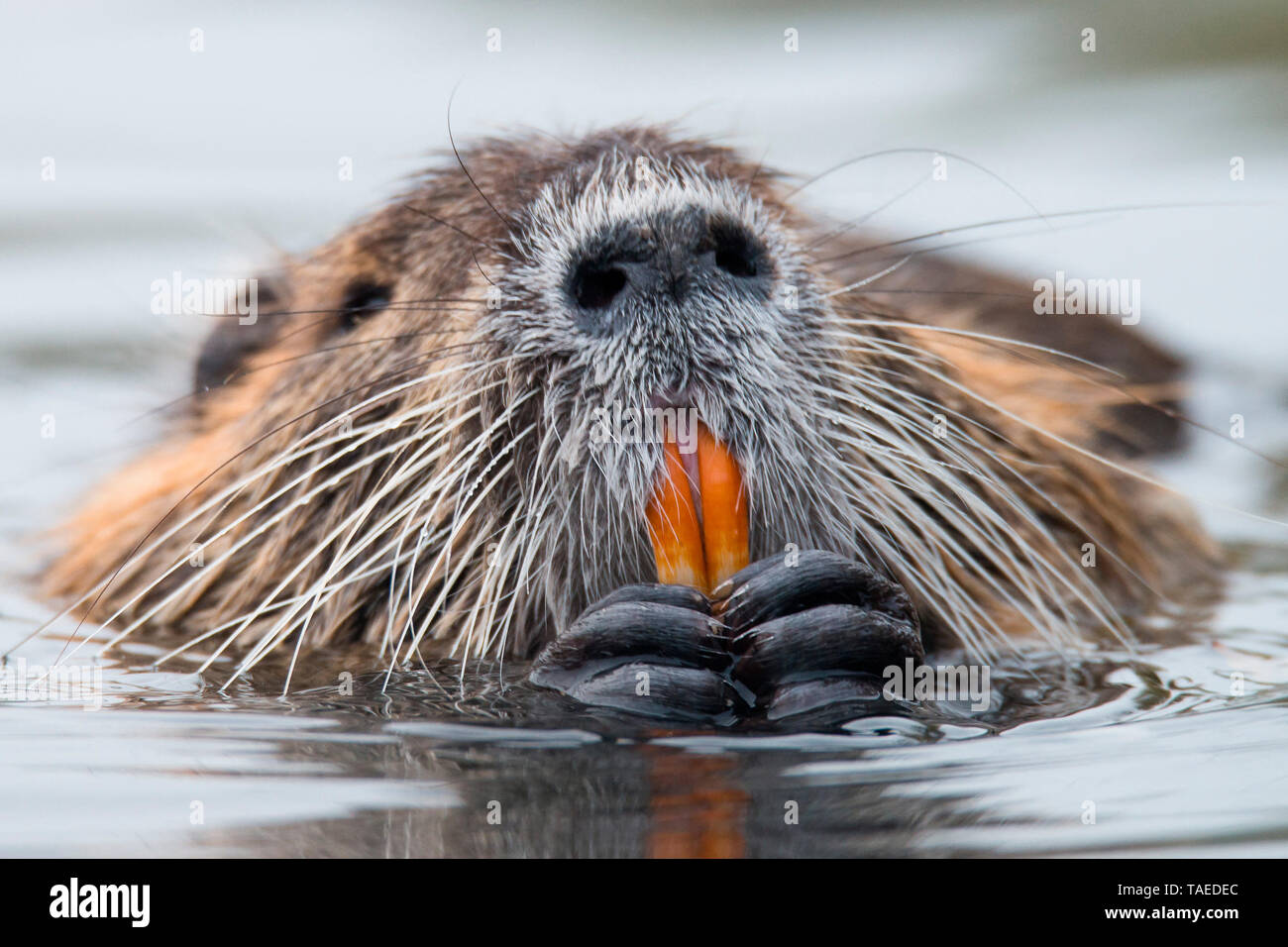 Portrait of Coypu (Myocastor coypus) in water, Ill river, Alsace ...