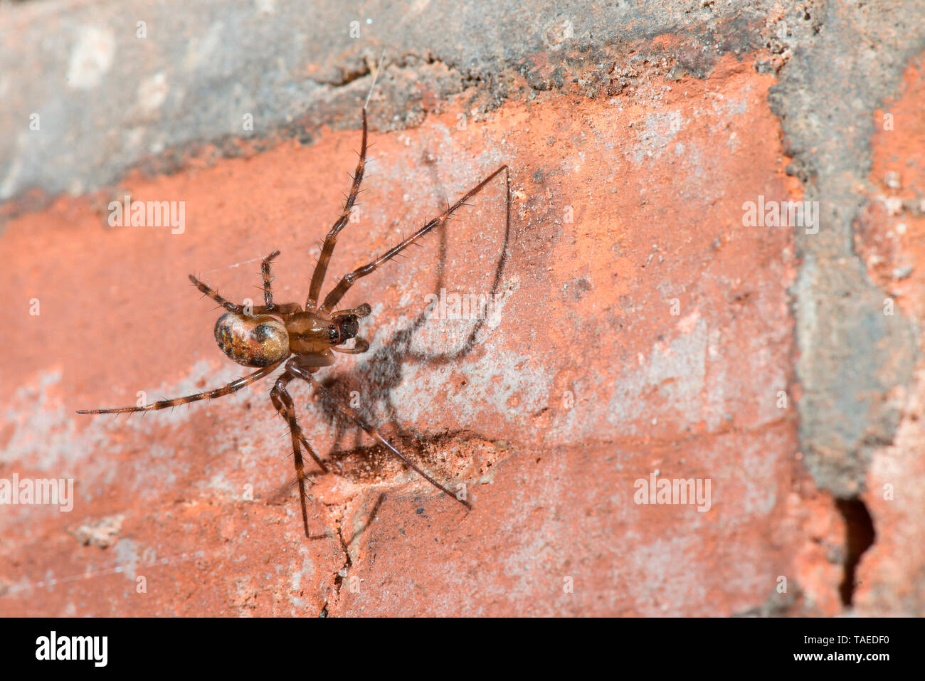Cavernicole species hi-res stock photography and images - Alamy