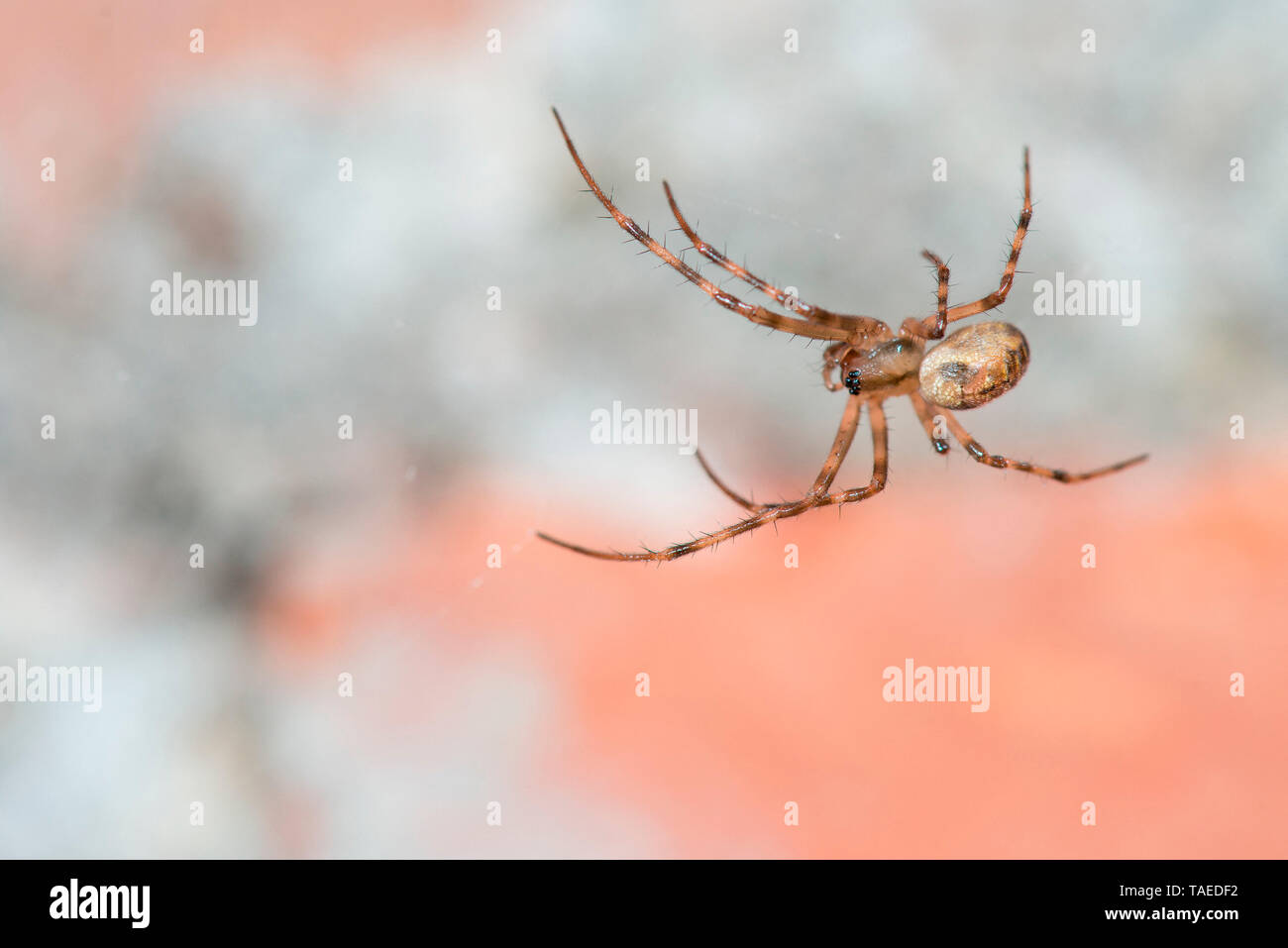 Meta Menardi High Resolution Stock Photography and Images - Alamy