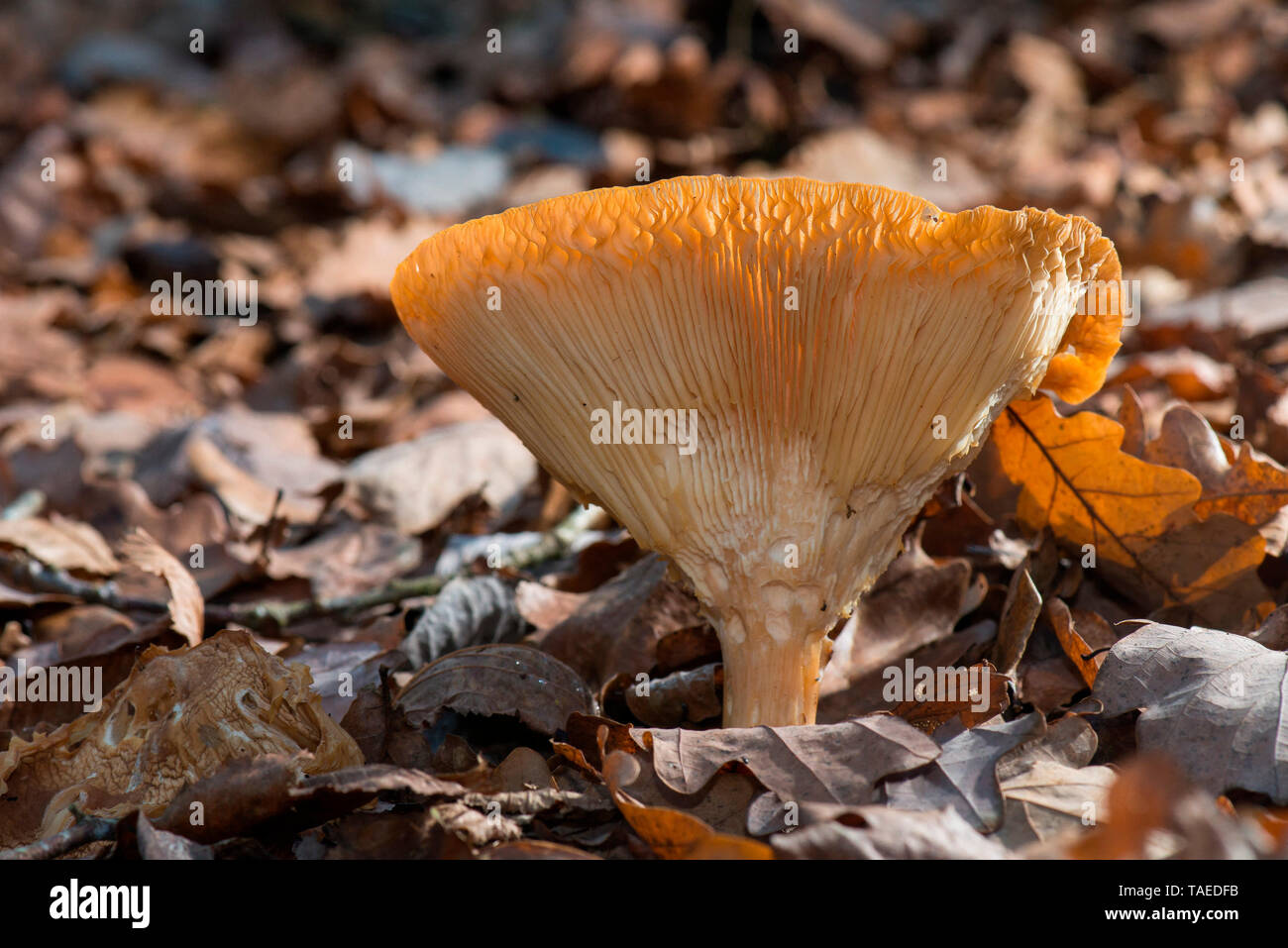 Trooping Funnel Cap (Clitocybe geotropa) in dead leaves, Pierre-la ...
