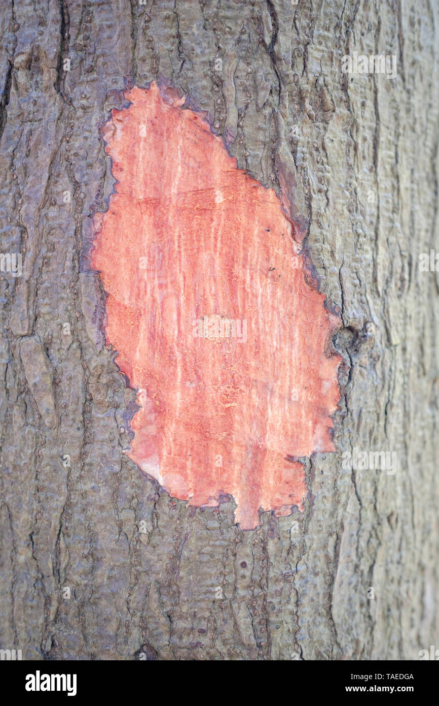 Detail of inside a palm tree bark at Peruvian Amazon Jungle, Loreto ...