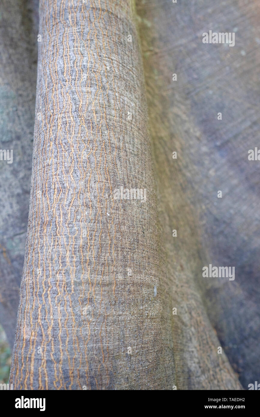 Detail of palm tree bark at Peruvian Amazon Jungle, Loreto Department ...