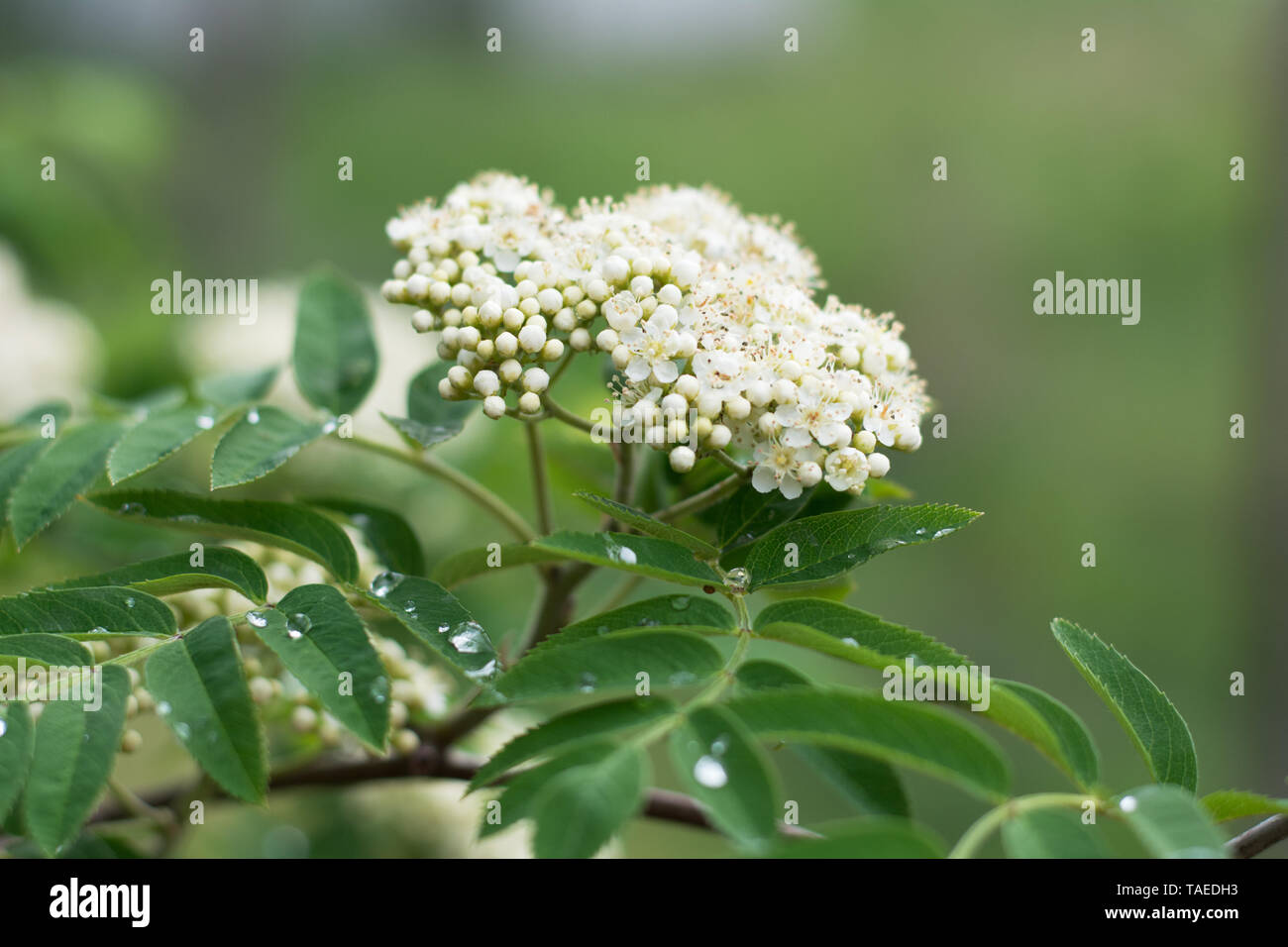 Rowan blossom hi-res stock photography and images - Alamy