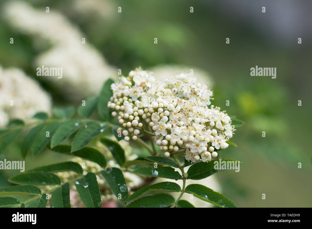 Rowan tree blossom hi-res stock photography and images - Alamy