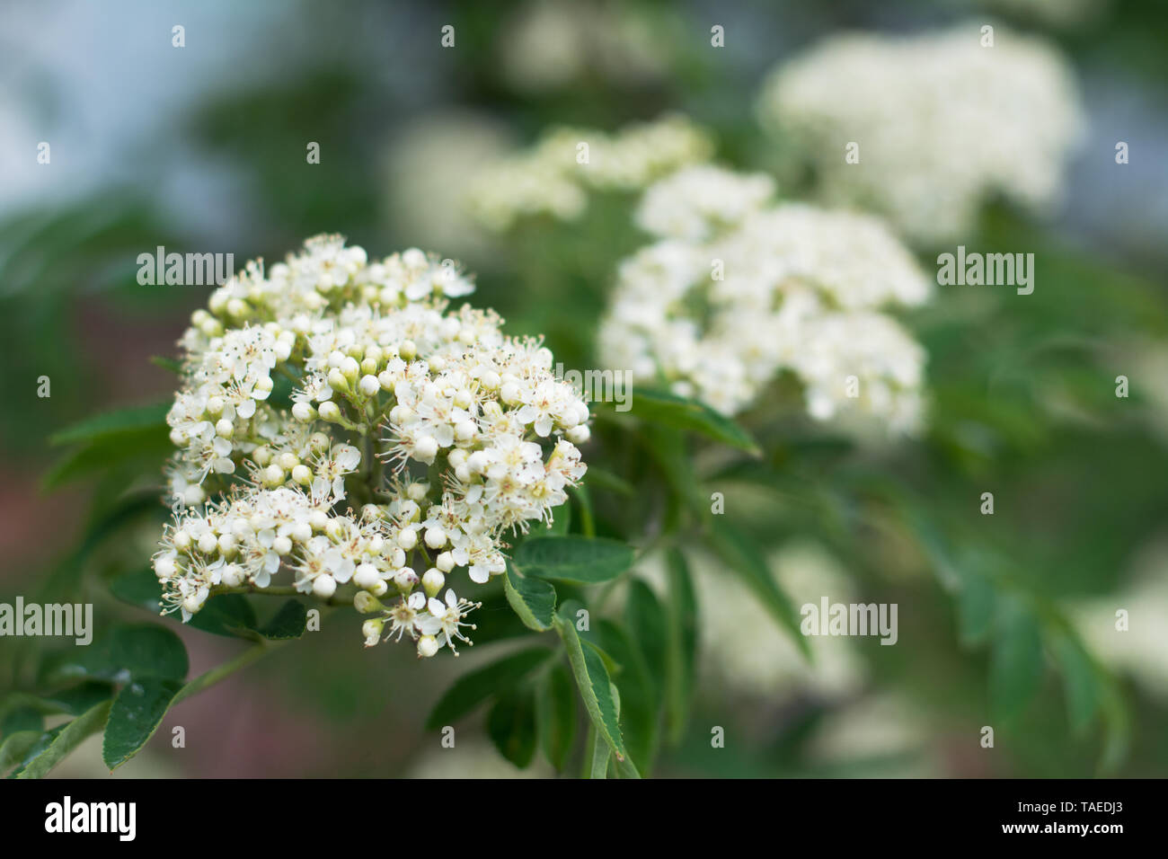 Closeup of flowering rowan tree with buds and open petals - in spring ...