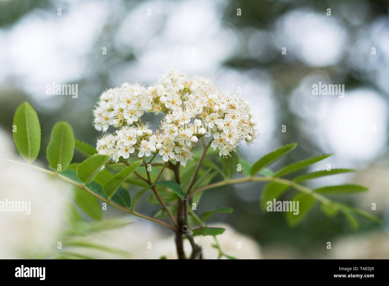Rowan tree mountain ash flowers hi-res stock photography and images - Alamy