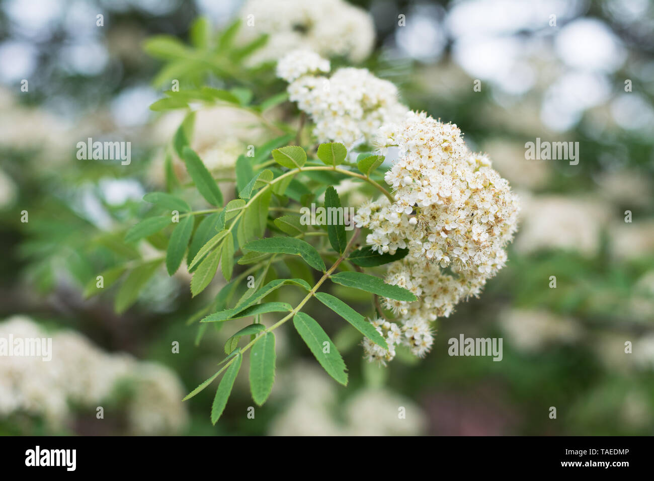 Rowan flowering hi-res stock photography and images - Alamy