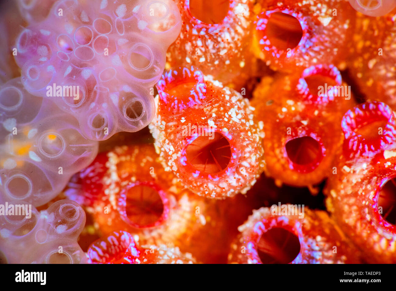 Ascidie hi-res stock photography and images - Alamy