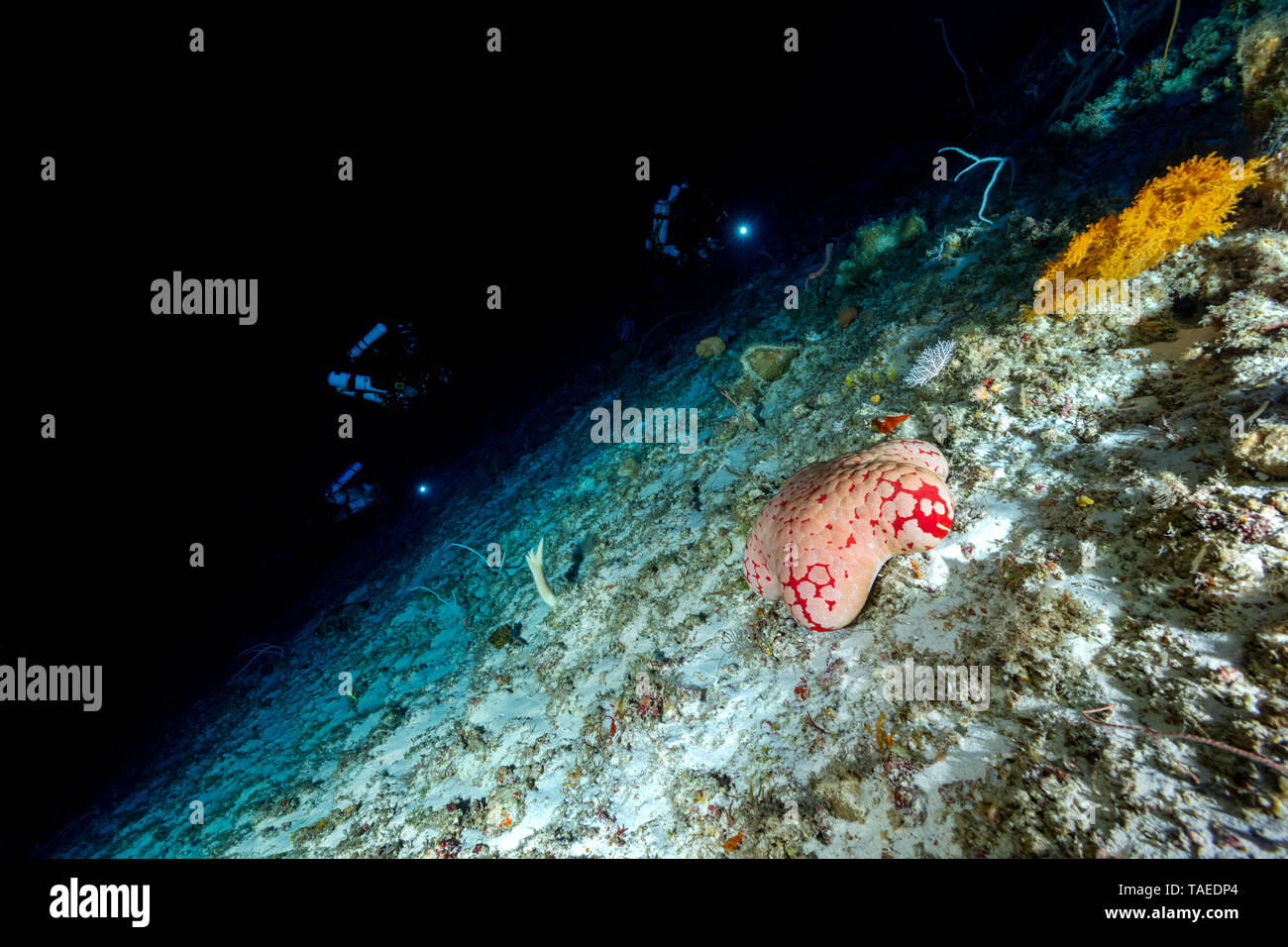 Sea star of the twilight zone. Again this famous starfish met this time ...
