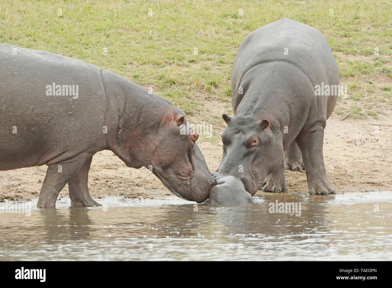 Hippopotamus (Hippopotamus amphibius). Newborn hippopotamus. Two ...