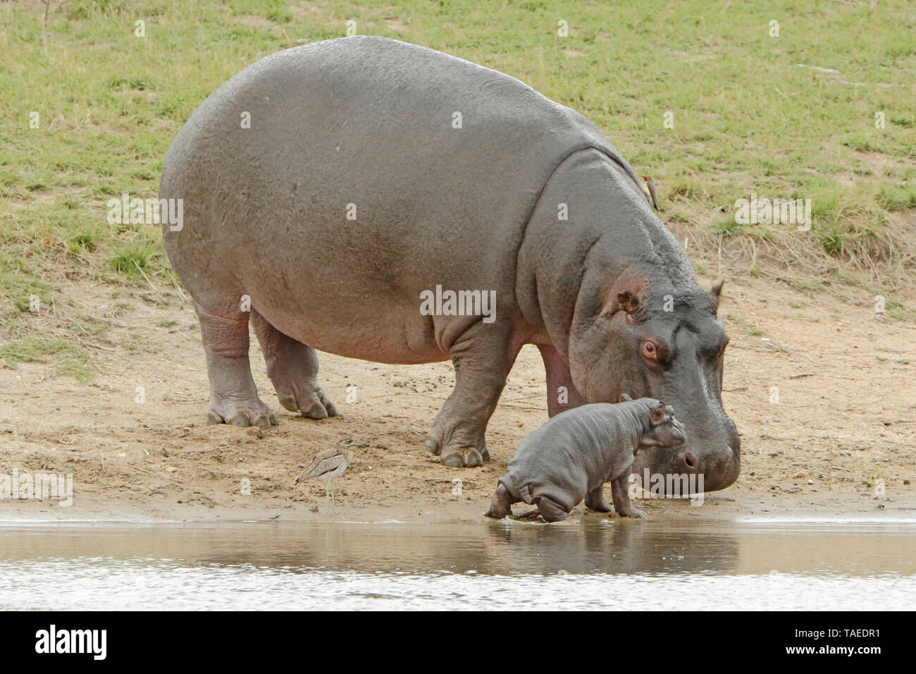 Hippopotamus (Hippopotamus amphibius). Newborn hippopotamus (and her ...
