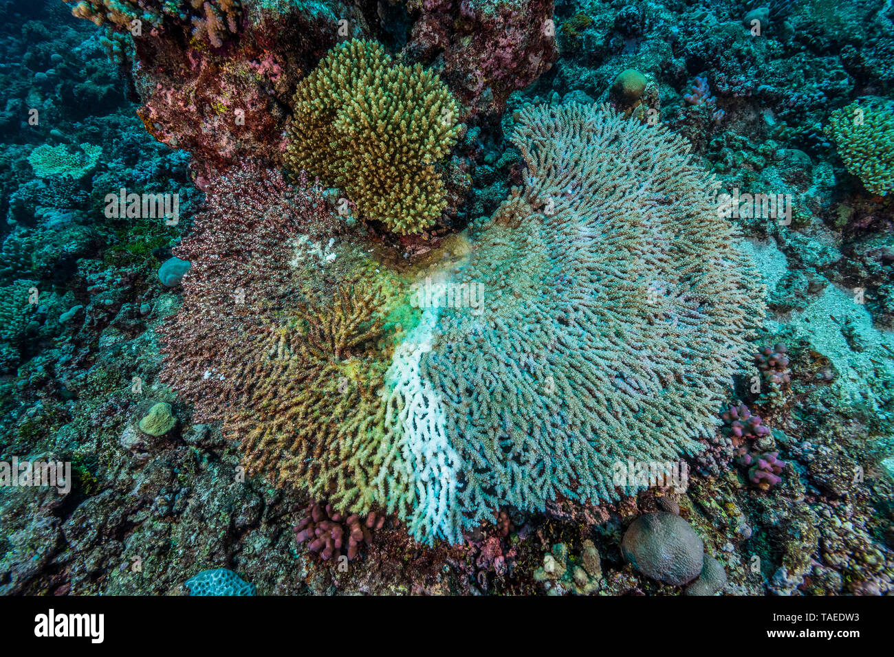 Death of coral reefs hi-res stock photography and images - Alamy