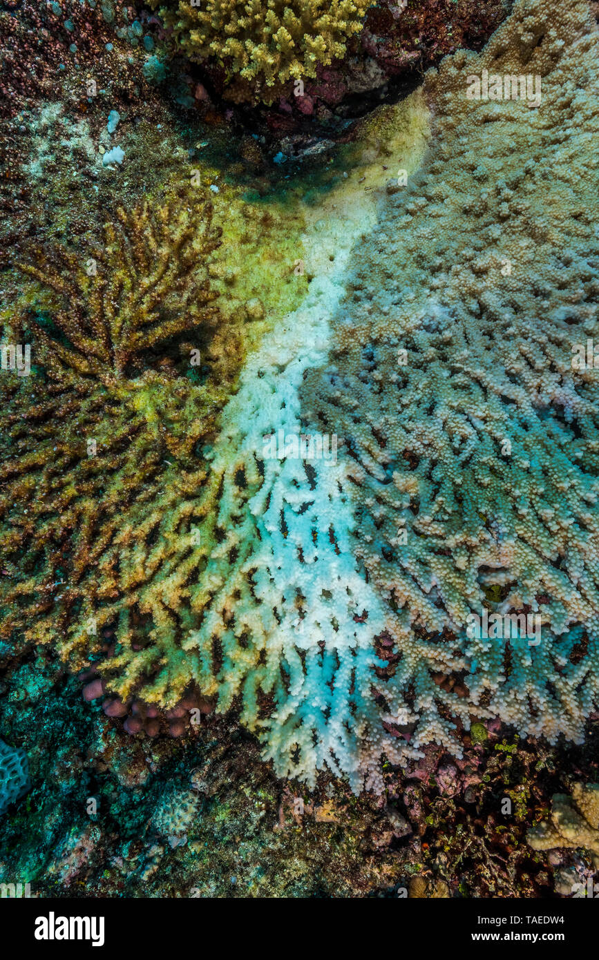 Tara Pacific expedition - november 2017 Outer reef of Egum Atoll, near ...