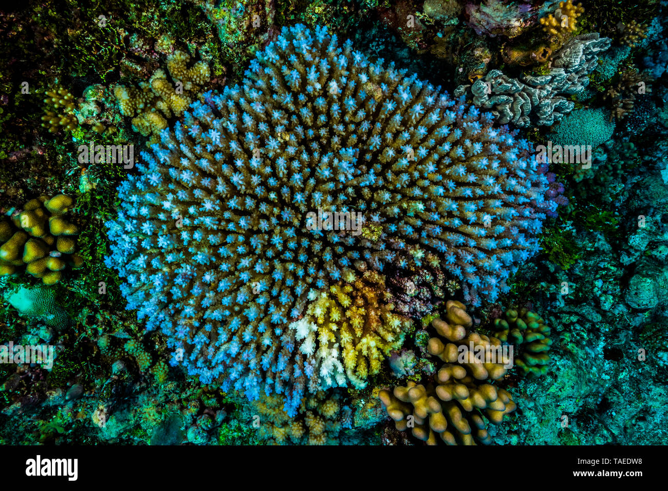 Tara Pacific expedition - november 2017 Outer reef of Egum Atoll, Papua ...