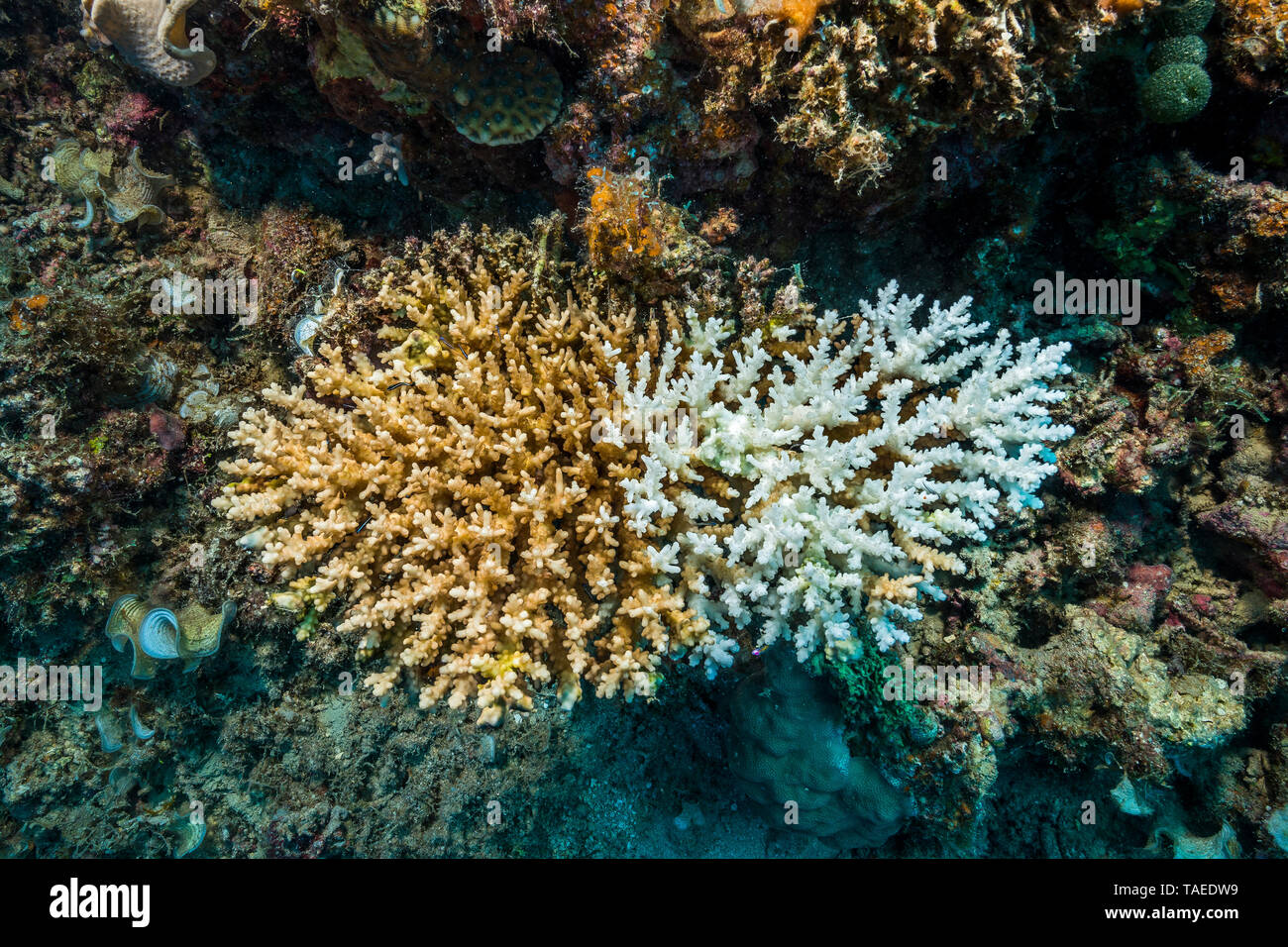 Tara Pacific expedition - november 2017 Bubble site, Normanby Island ...
