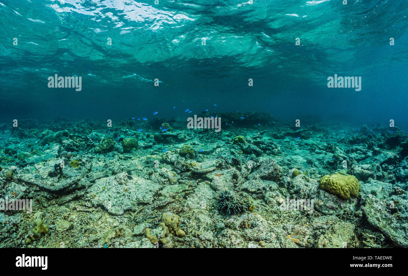 Tara pacific expedition hi-res stock photography and images - Alamy