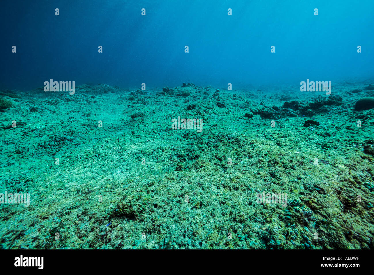 Under sea marshall islands hi-res stock photography and images - Alamy
