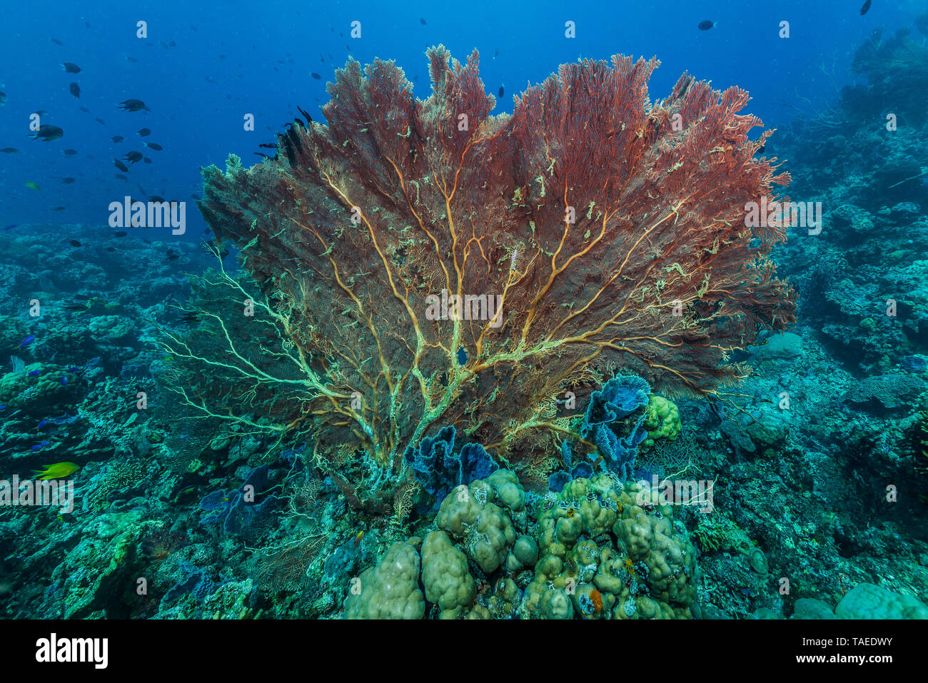 Tara Pacific expedition - november 2017 North Ema Reef, Kimbe Bay ...
