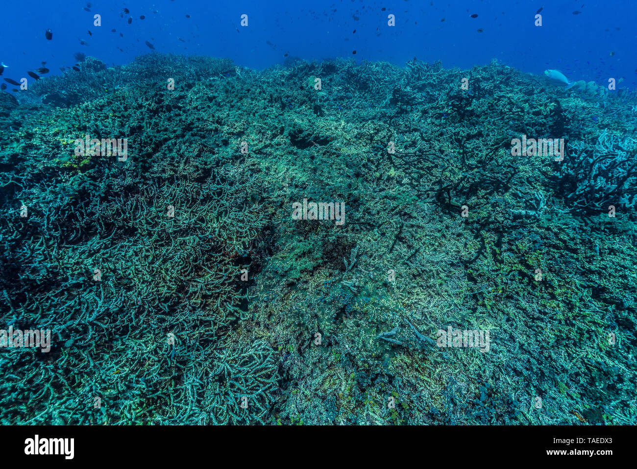 Tara Pacific expedition - november 2017 South Ema Reef in Kimbe Bay ...