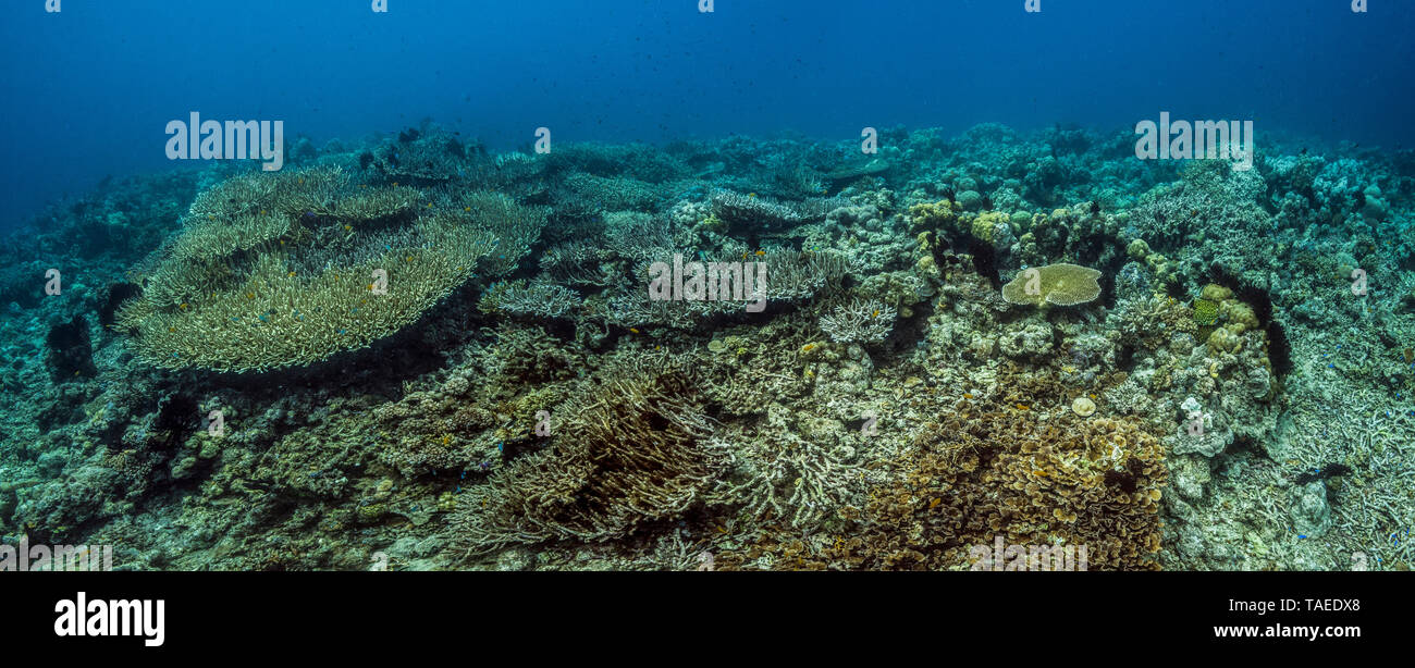 Acropora Sp High Resolution Stock Photography and Images - Alamy