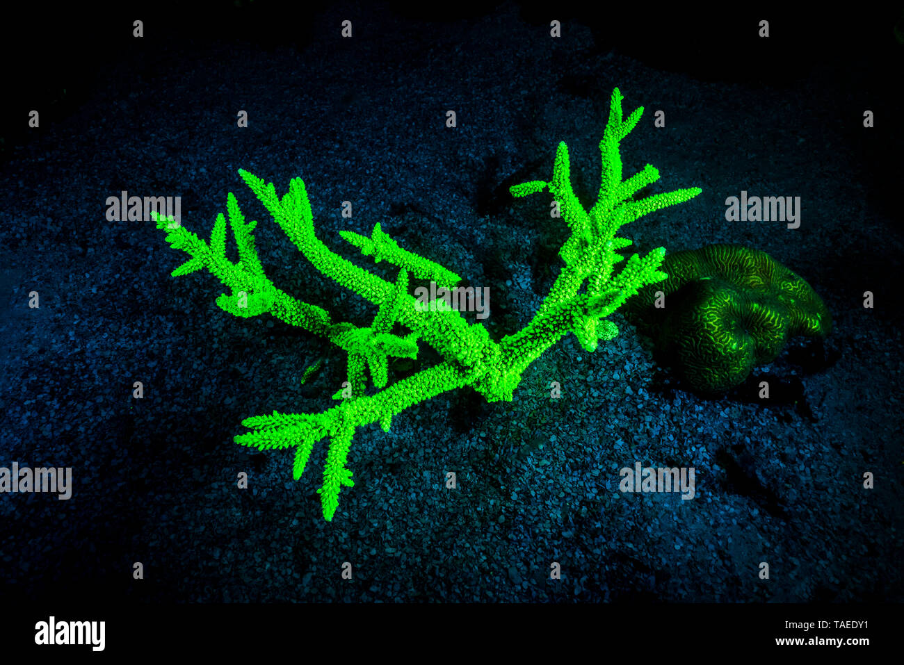 Tara Pacific expedition - november 2017 Outer reef of Egum Atoll, Papua ...