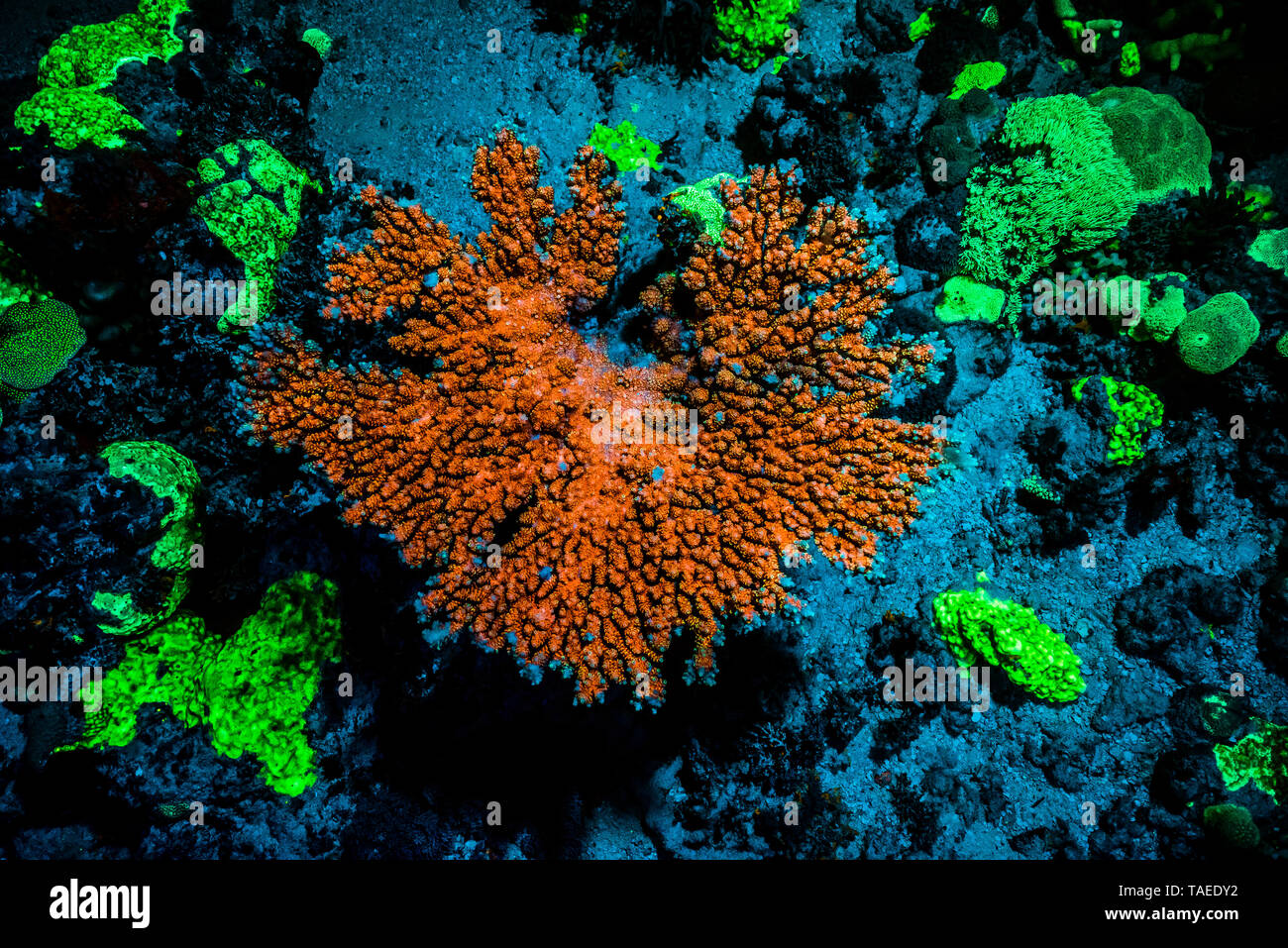 Core sample coral hi-res stock photography and images - Alamy