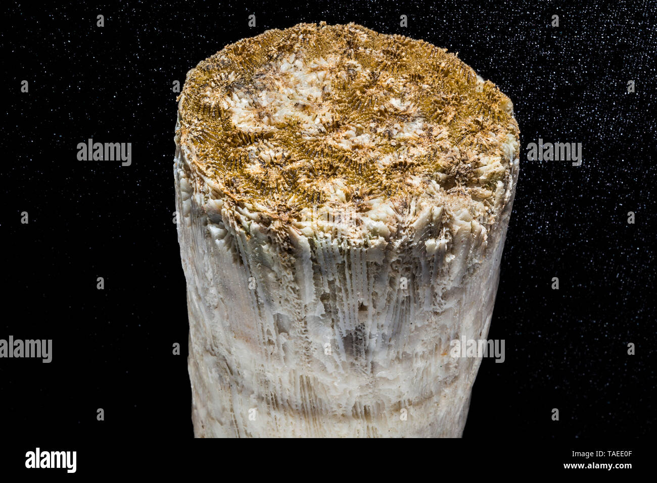 Tara Pacific expedition - november 2017 detail view of Diploastrea ...