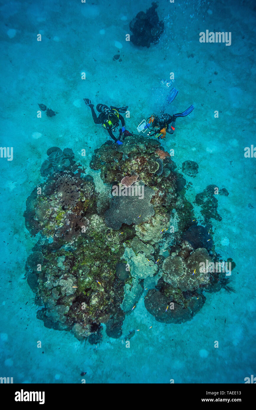 Tara pacific expedition hi-res stock photography and images - Alamy