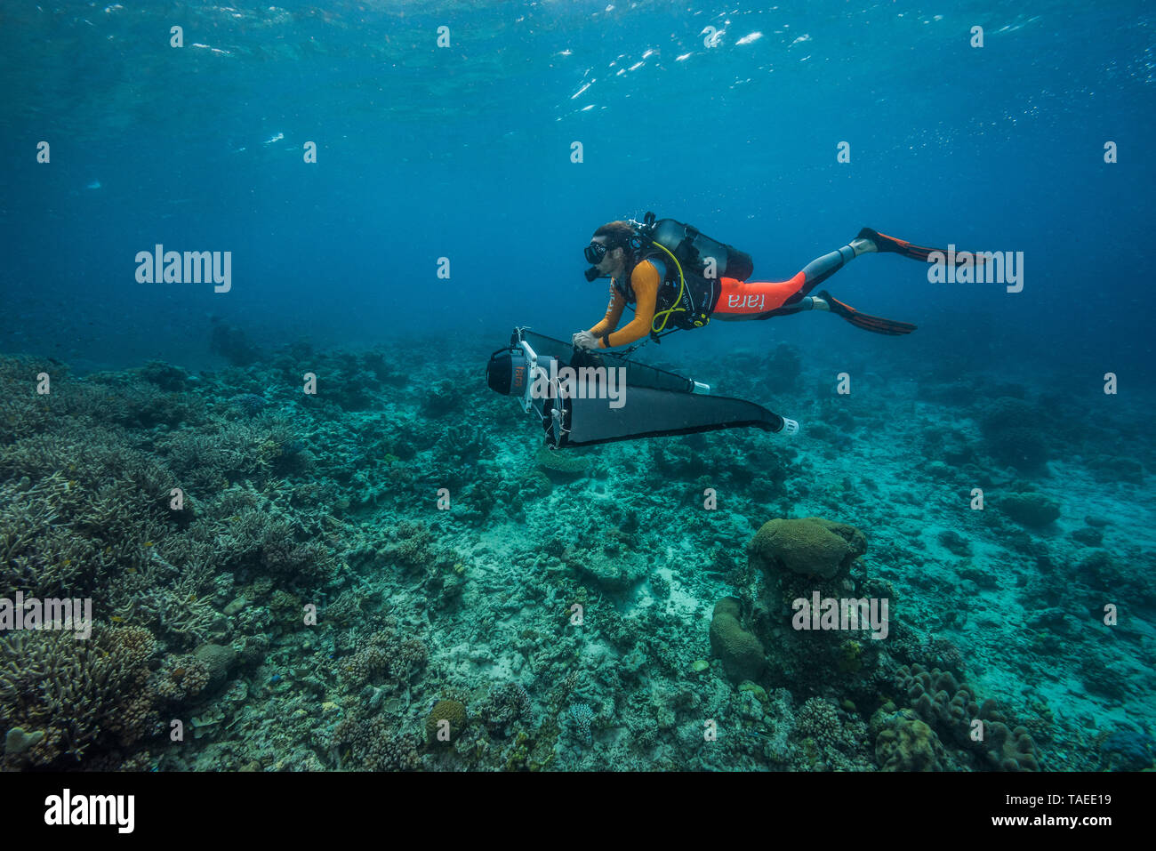 Tara Pacific expedition - november 2017 Reef off Suba Suba Island, 1,9 ...