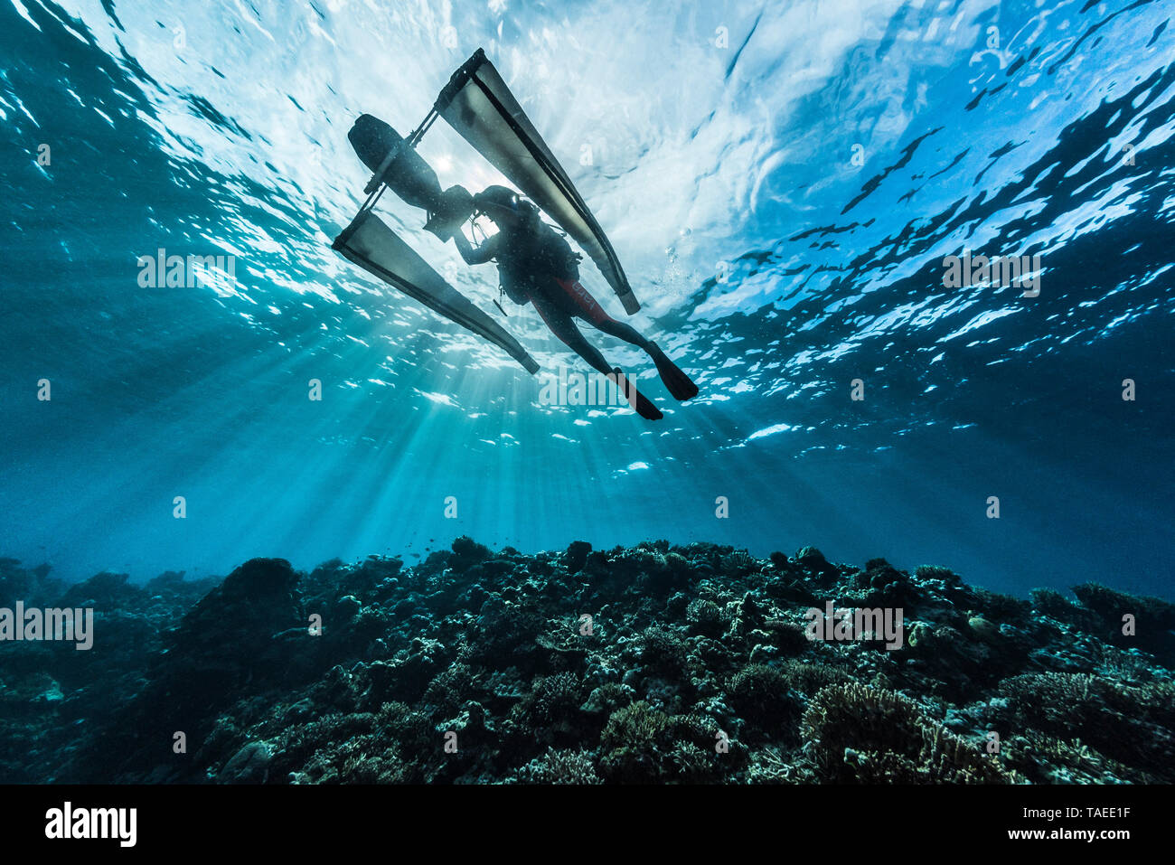 Tara Pacific expedition - november 2017 Outer reef, Banban and Muli ...